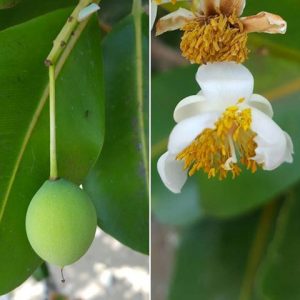 Galeri Tanaman Pakan Trigona si Lebah Tanpa Sengat | LebahTanpaSengat