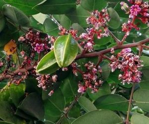 Galeri Tanaman Pakan Trigona si Lebah Tanpa Sengat | LebahTanpaSengat